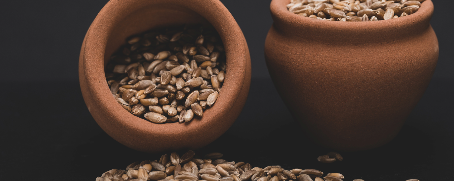 La espelta: un grano ancestral | Graneria Moreneta